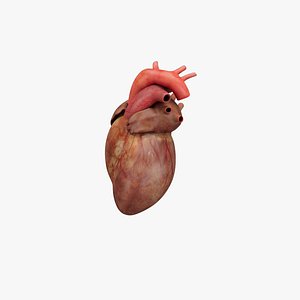 Animated 3D Heart Models For Download | TurboSquid