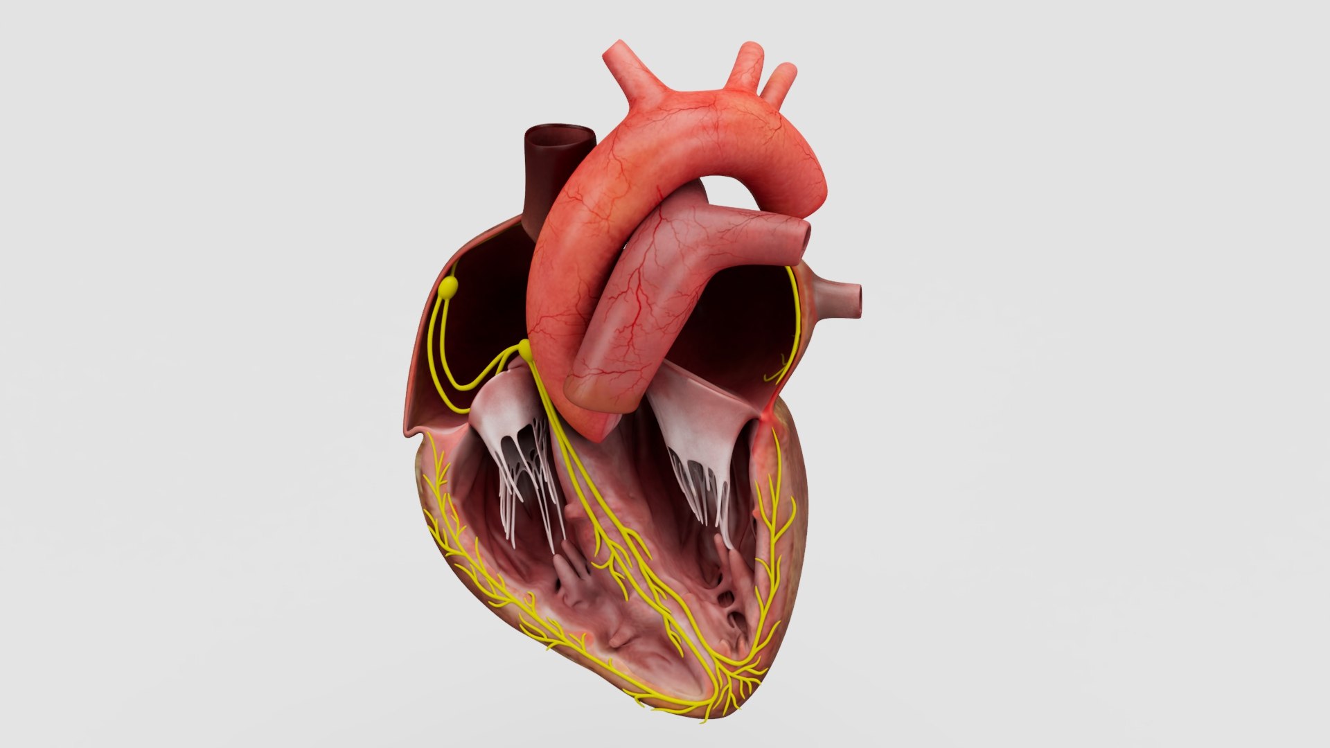 3D Human Heart-full And Half - TurboSquid 2011312