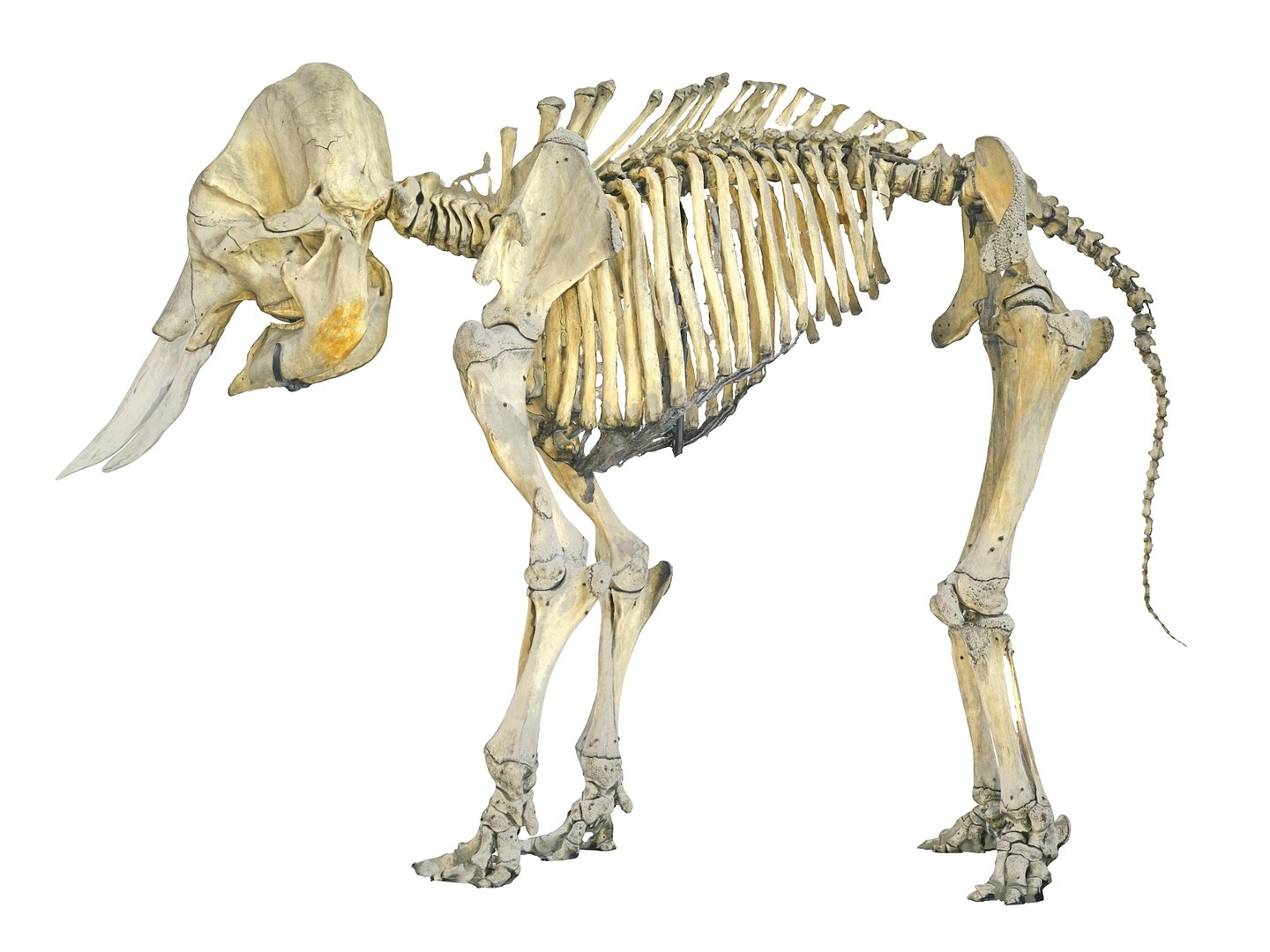 Skeletons Animals Hd Model - TurboSquid 1573554