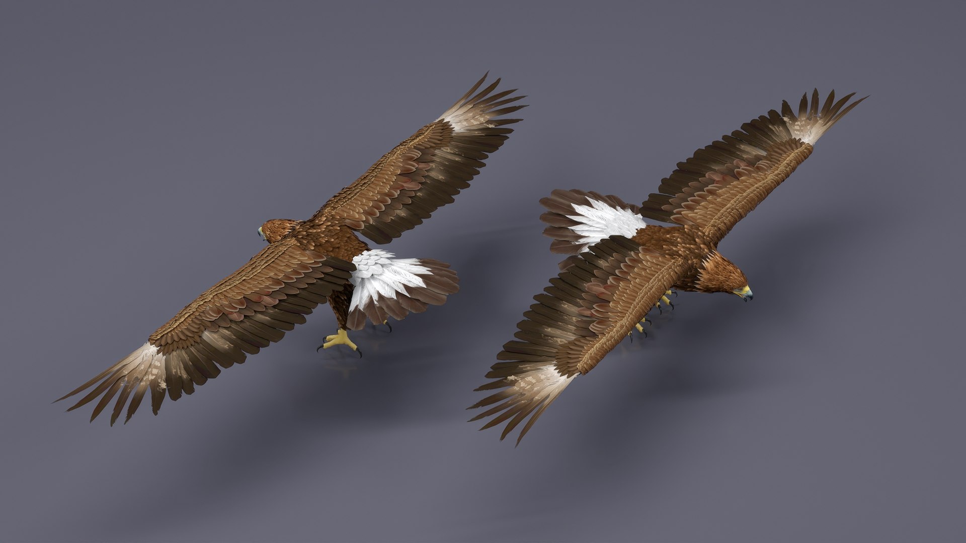 3D Model Realistic Golden Eagle T Pose - TurboSquid 2250019