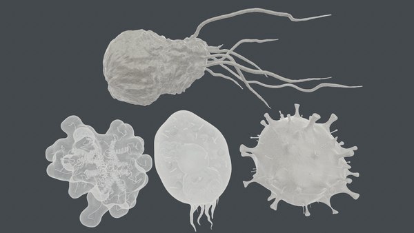 rabies virus 3d model