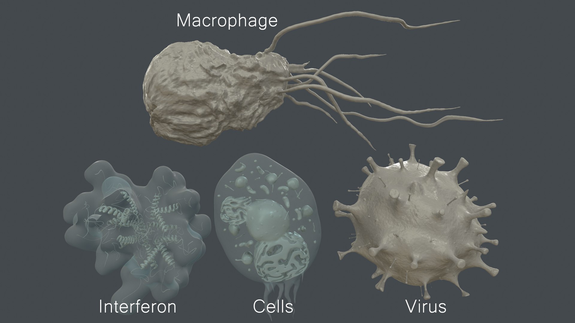 3D model virus anatomy - TurboSquid 1516971