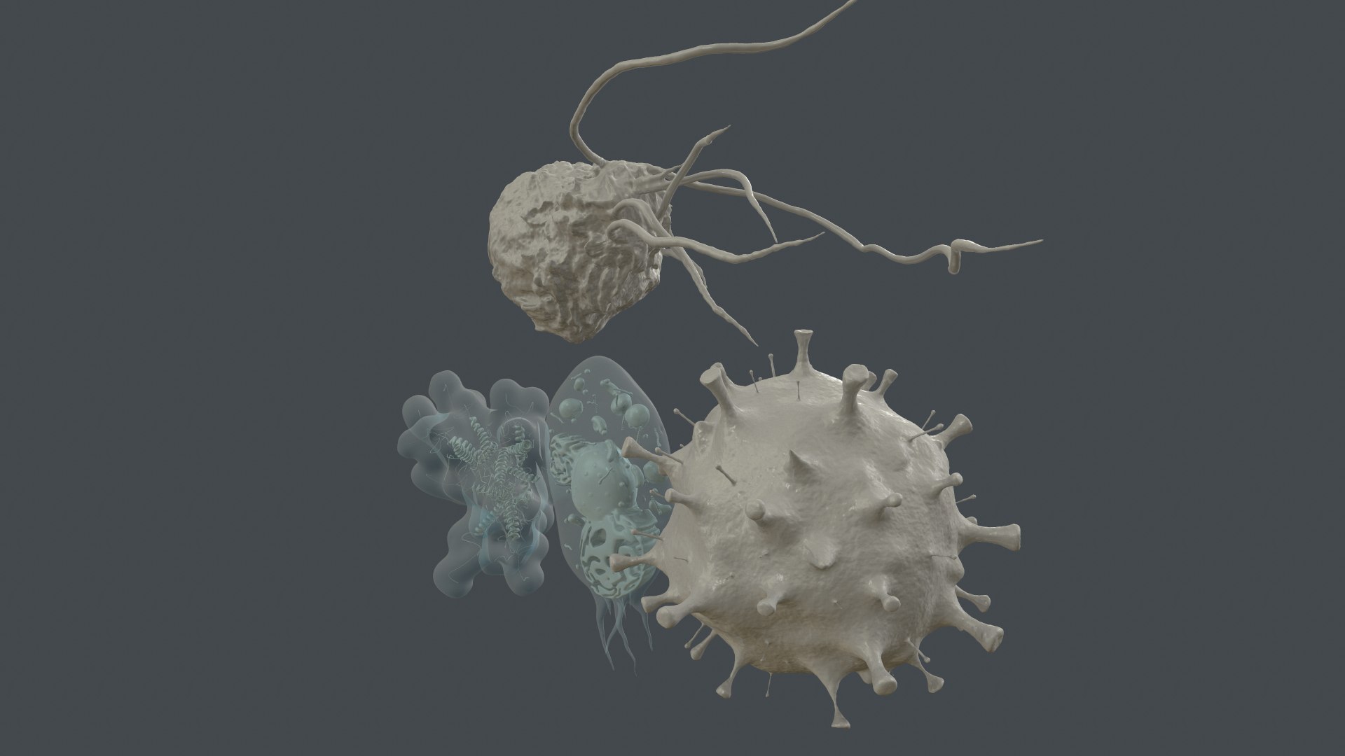 3D model virus anatomy - TurboSquid 1516971