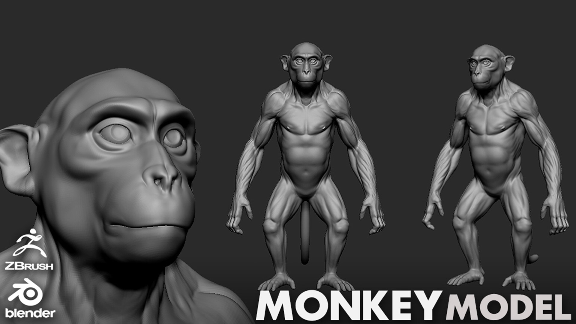 modelo 3d mono - TurboSquid 2068368