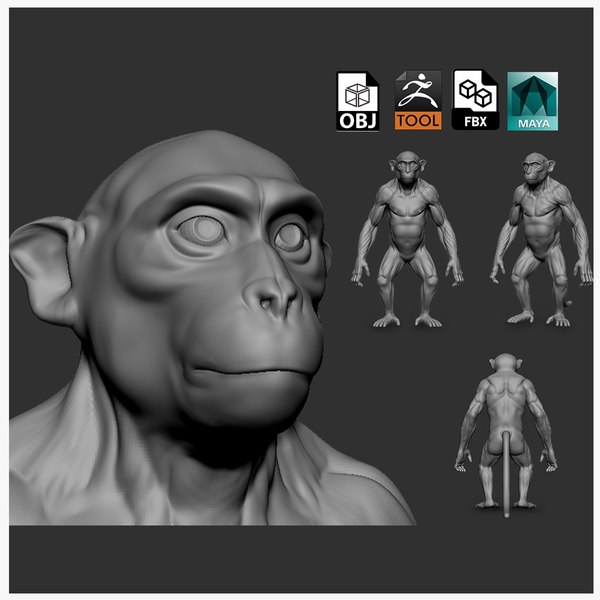 Animal Monkey 3D Models for Download | TurboSquid