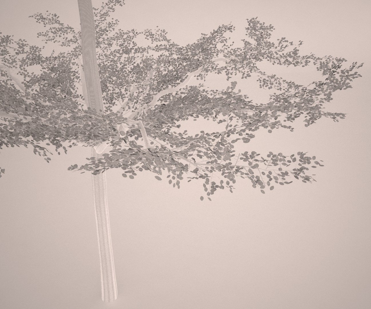 Max Bucida Tree