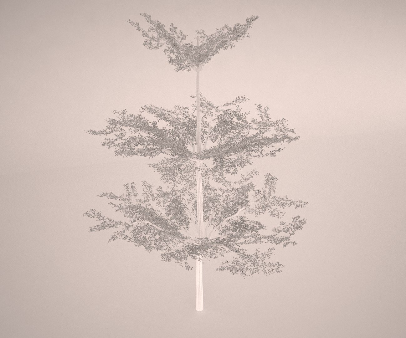 Max Bucida Tree