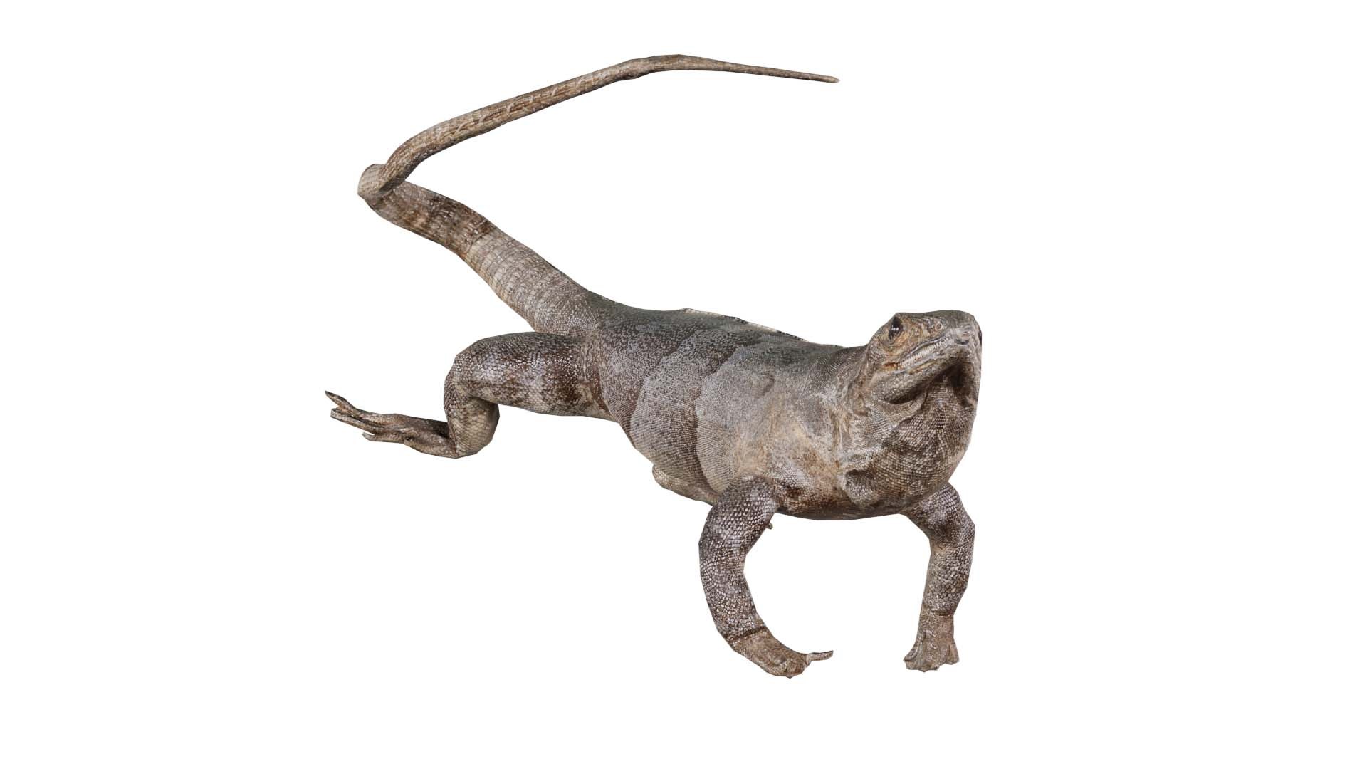 3D Salamander Remastered - TurboSquid 2359824