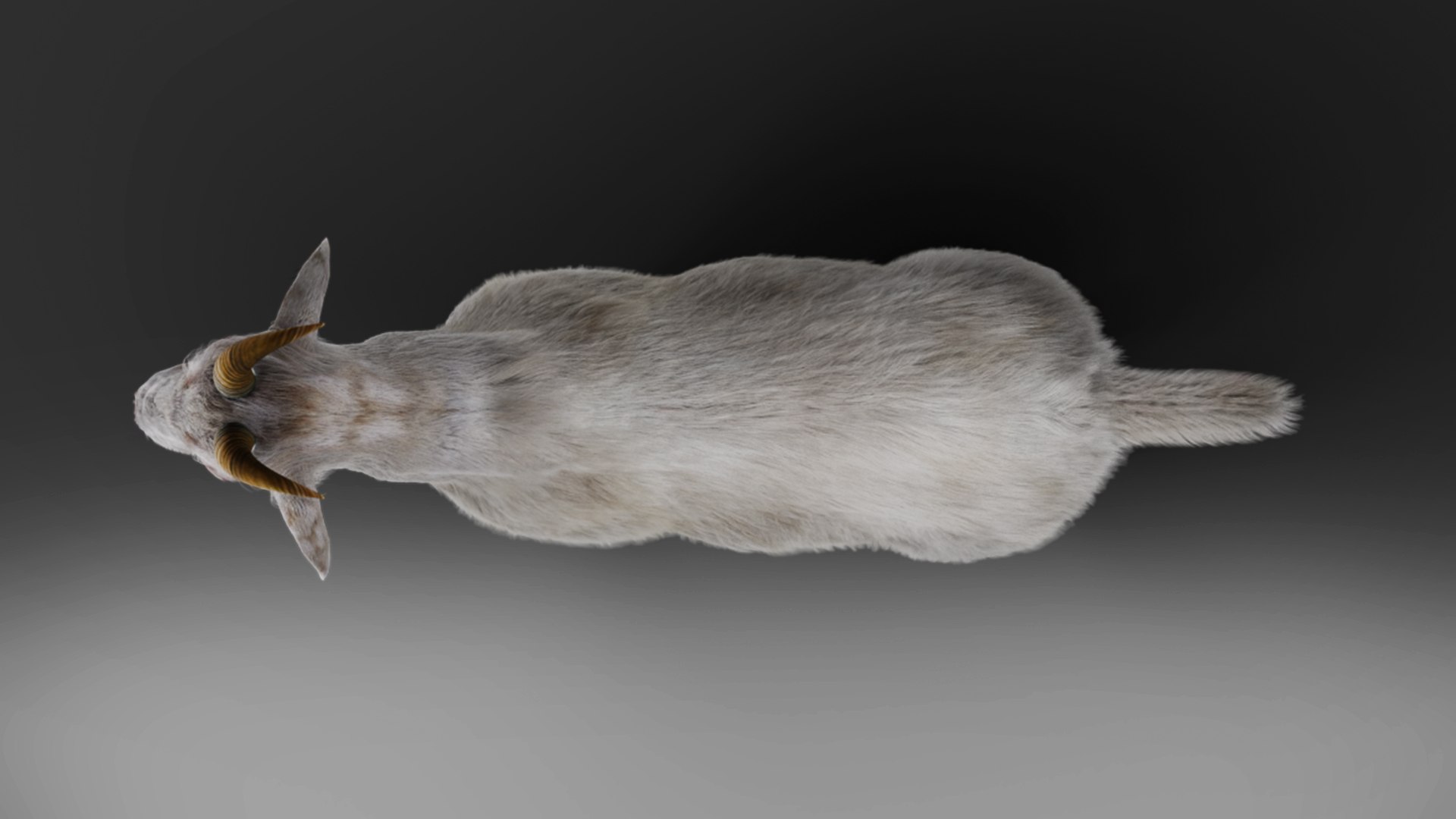 Fur Goat 02 Rigged And Animation In Blender 3D Model - TurboSquid 2005585
