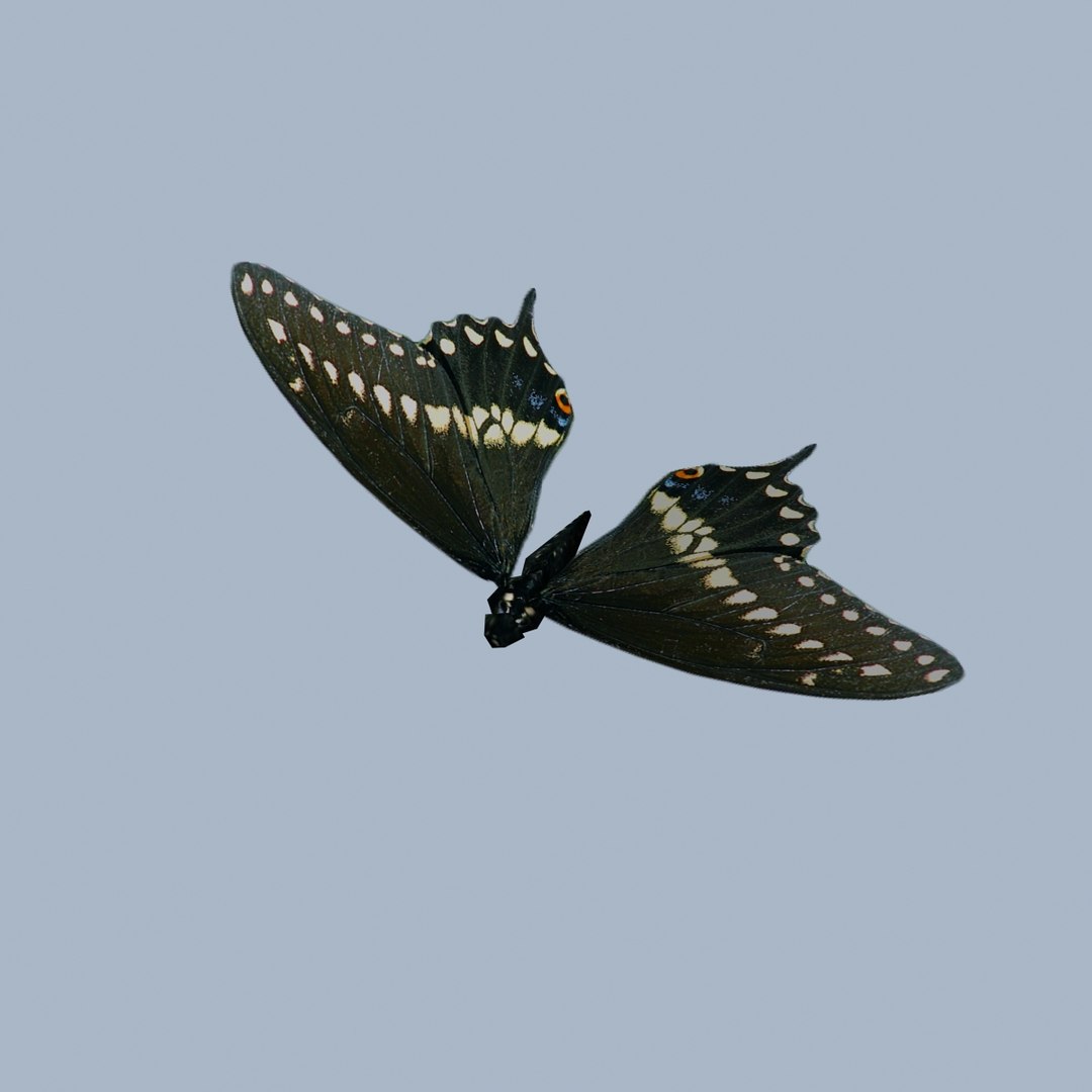 Animation Fly Butterfly 3d Model
