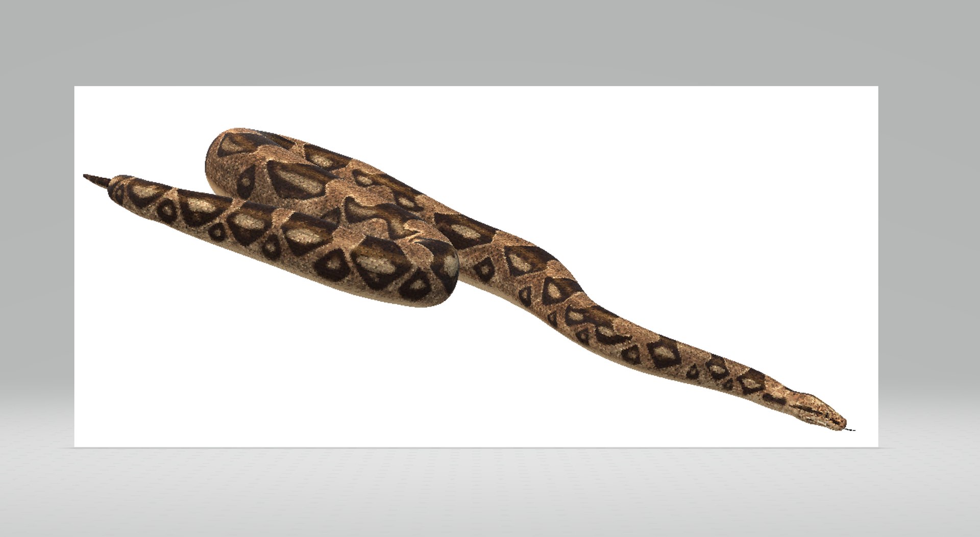 Snakes Model - TurboSquid 1236179