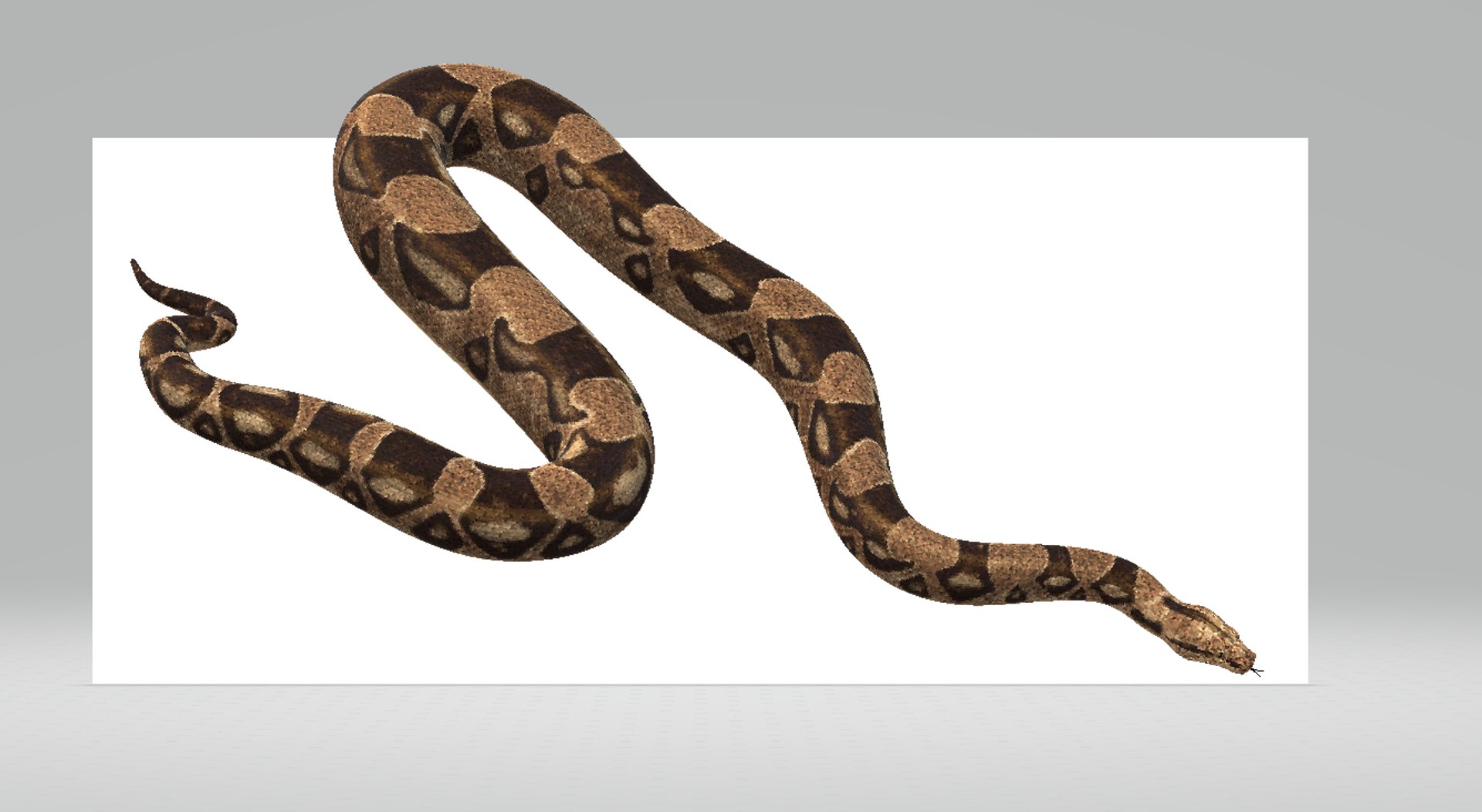 Snakes Model - TurboSquid 1236179