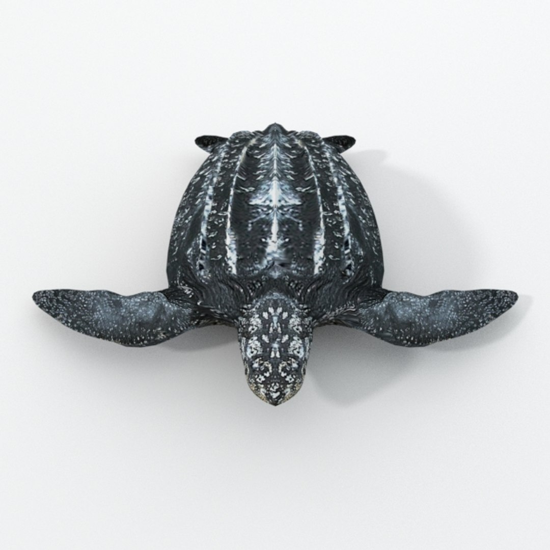 Leatherback Turtle Model - TurboSquid 1364339