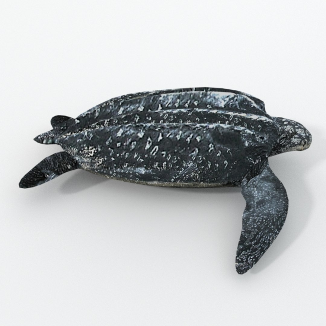 Leatherback Turtle Model - TurboSquid 1364339