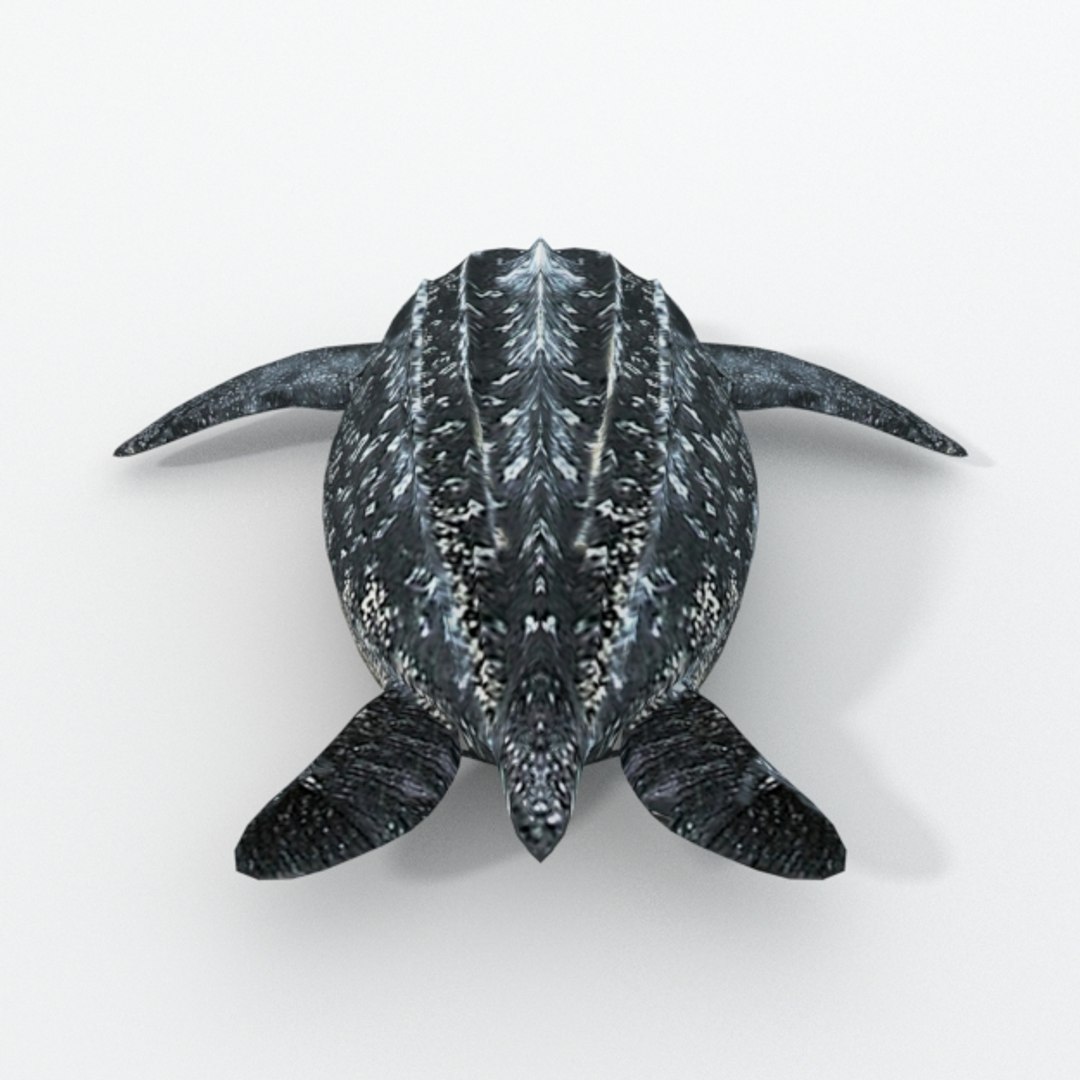 Leatherback Turtle Model - TurboSquid 1364339