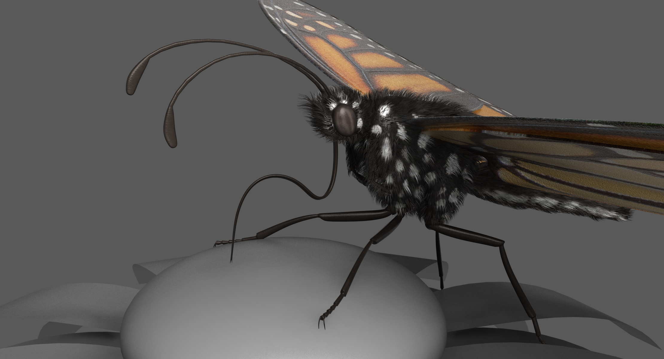 Monarch butterfly animation flying model - TurboSquid 1383924