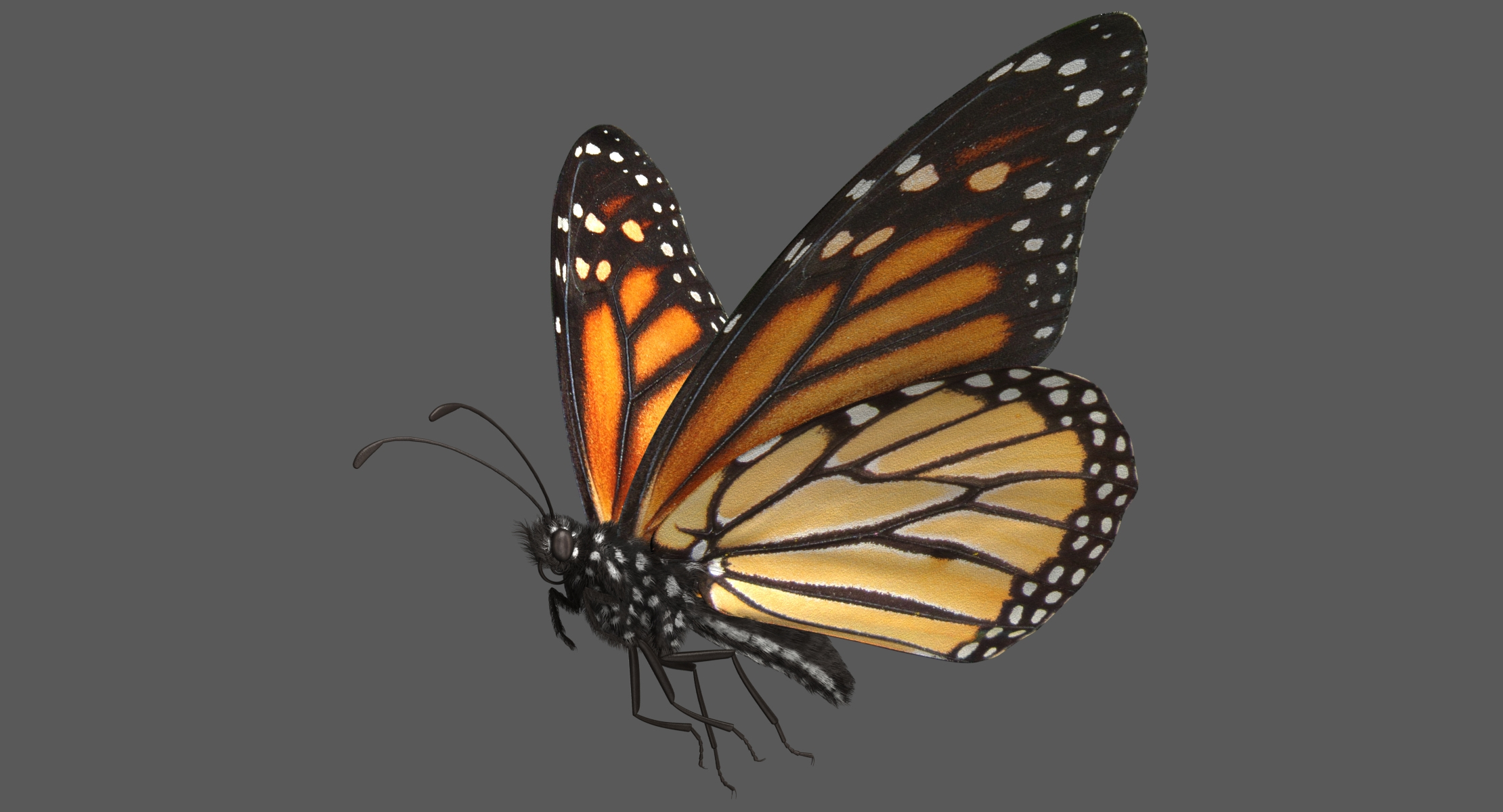 Monarch butterfly animation flying model - TurboSquid 1383924