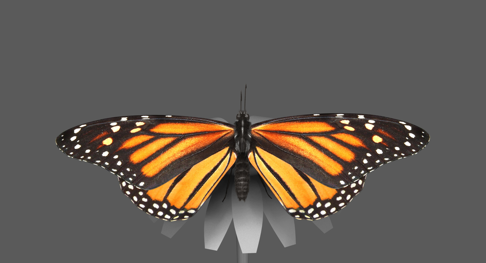Monarch butterfly animation flying model - TurboSquid 1383924