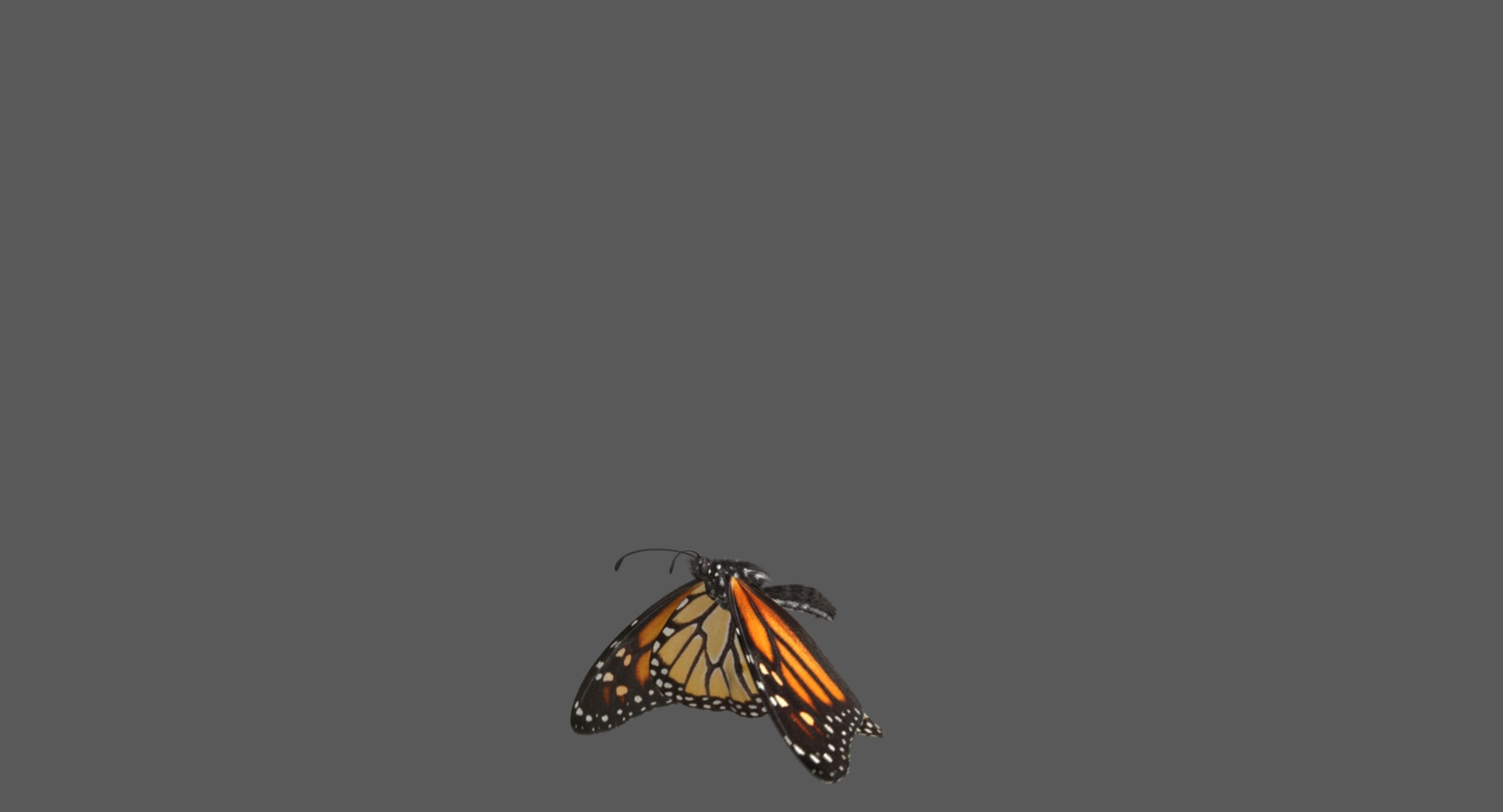 Monarch Butterfly Animation Flying Model - TurboSquid 1383924