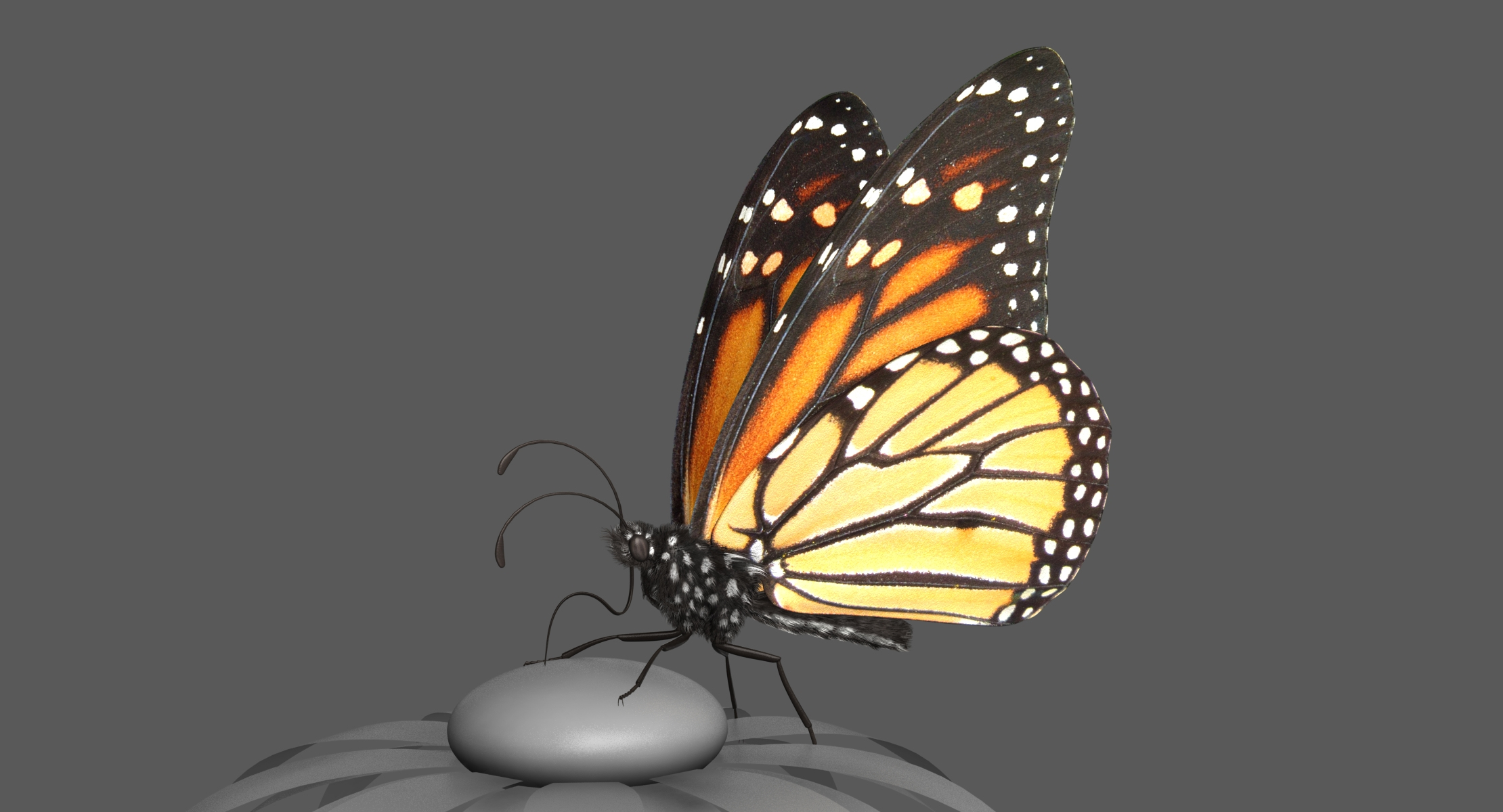 Monarch butterfly animation flying model - TurboSquid 1383924