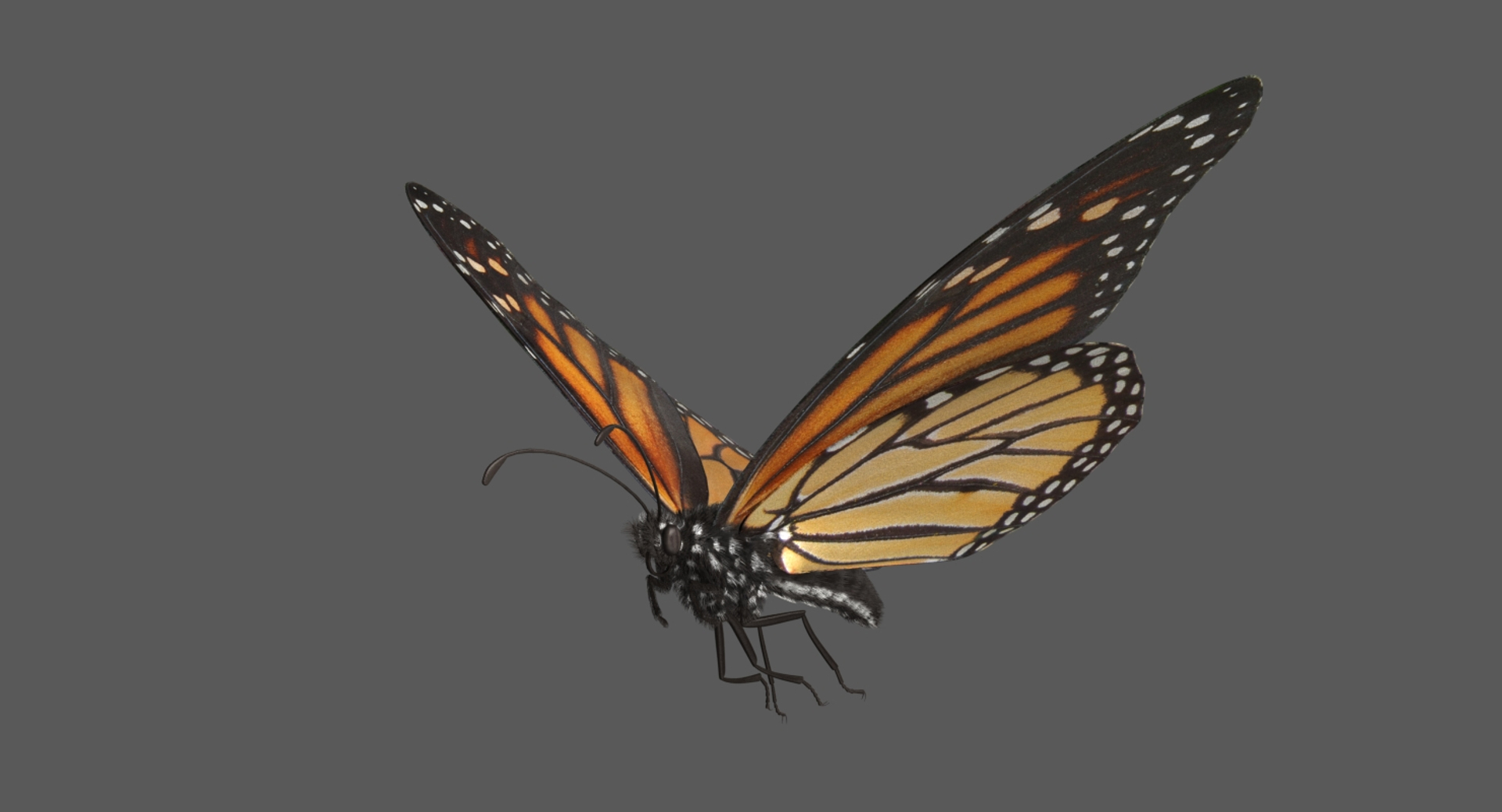 Monarch Butterfly Animation Flying Model - TurboSquid 1383924