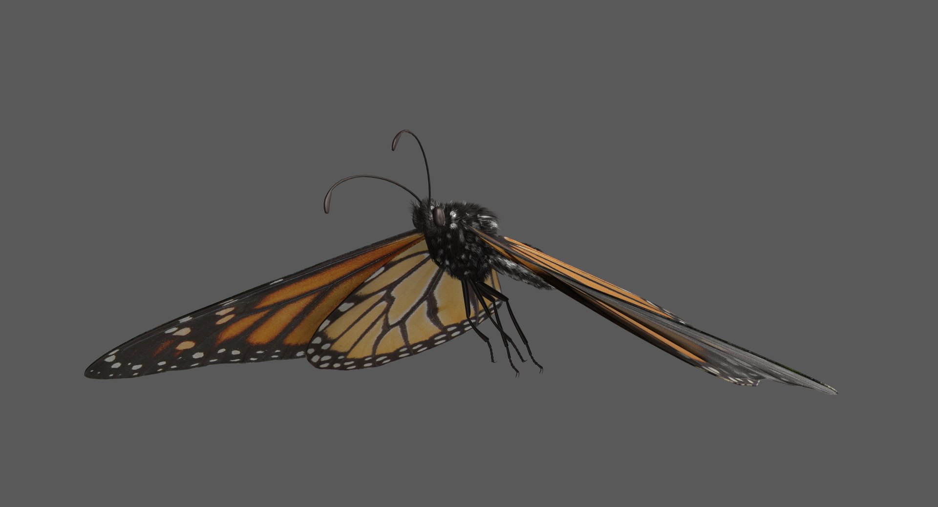 Monarch Butterfly Animation Flying Model - TurboSquid 1383924
