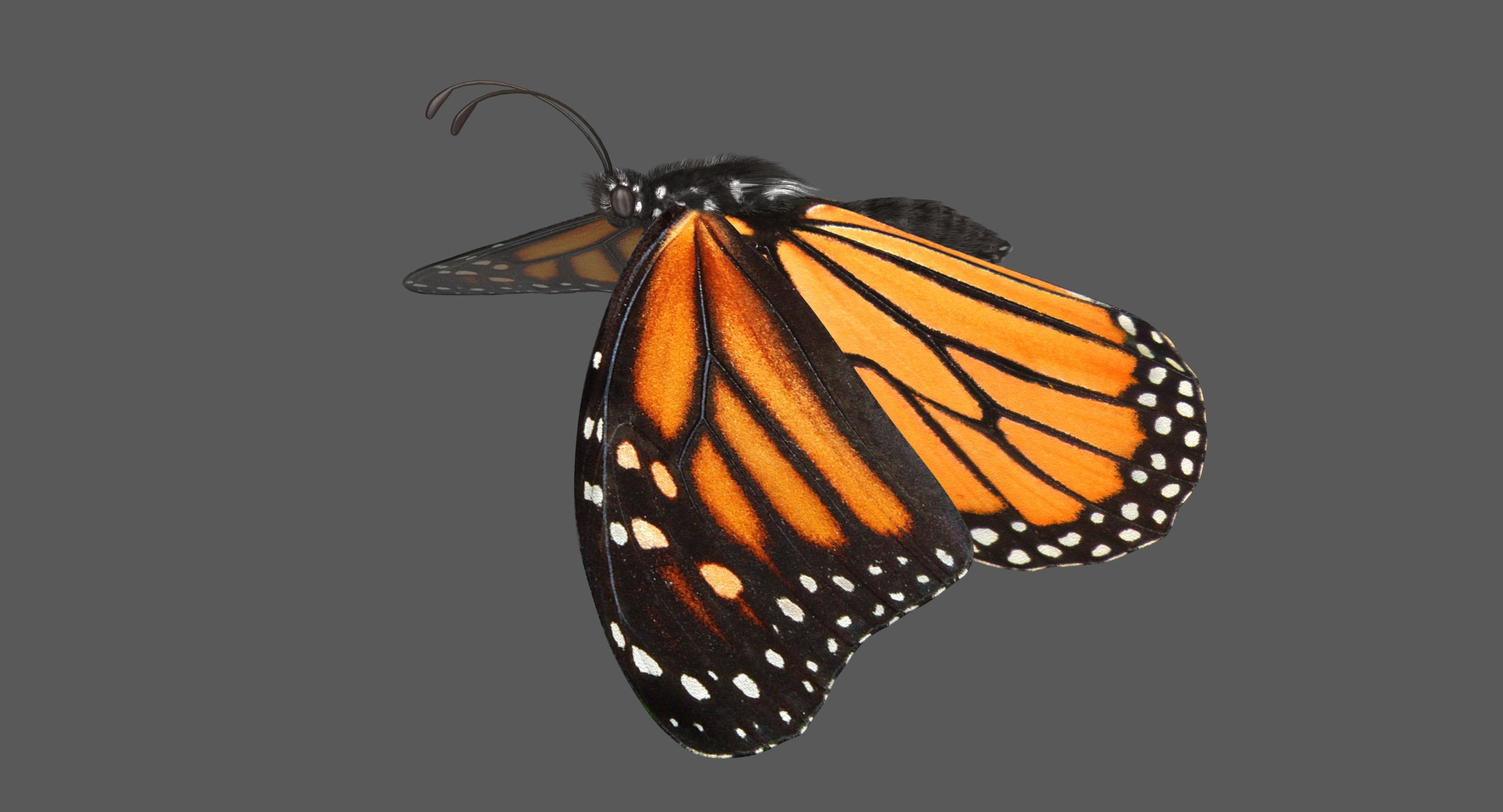 Monarch butterfly animation flying model - TurboSquid 1383924