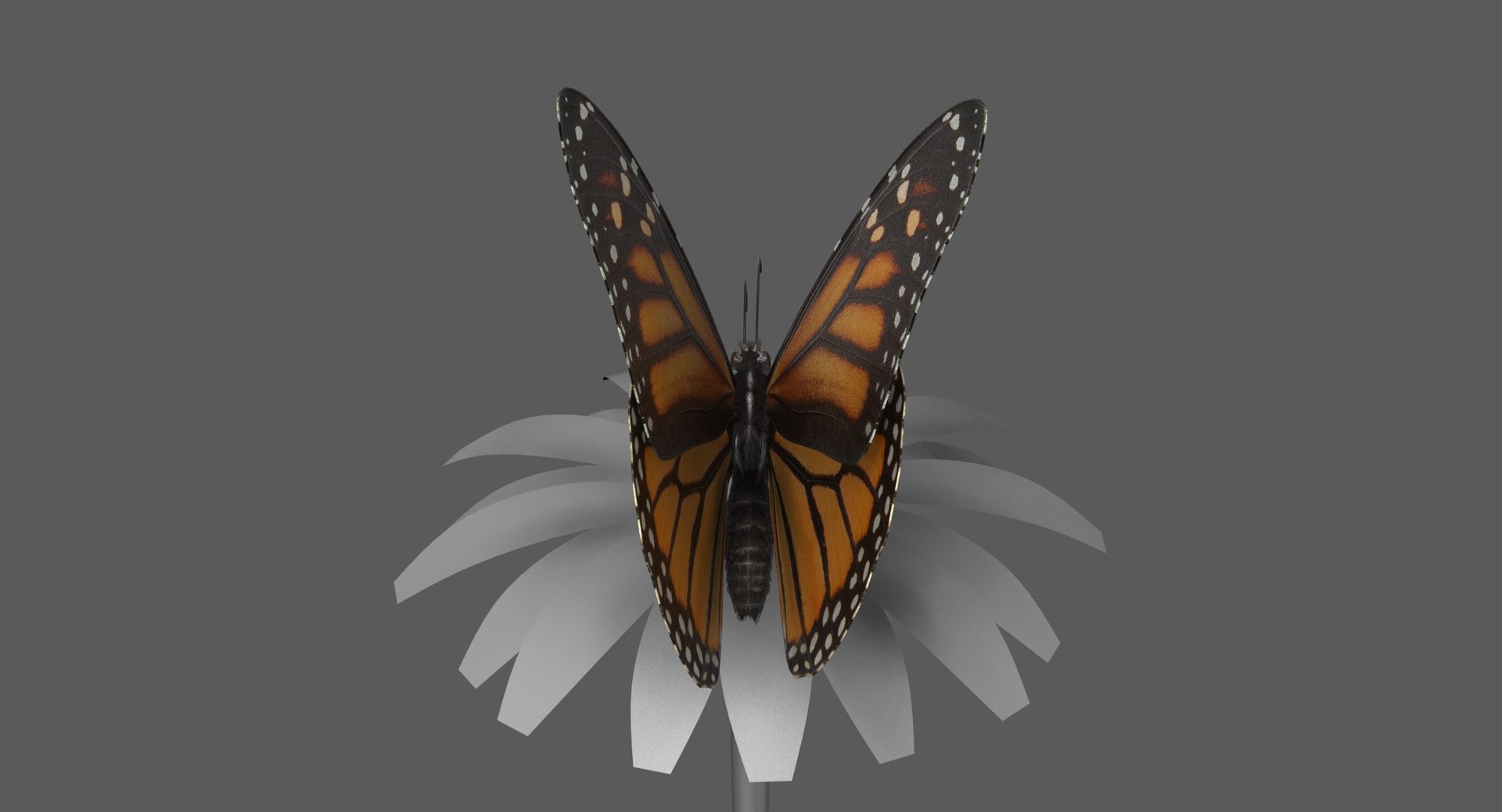 Monarch butterfly animation flying model - TurboSquid 1383924