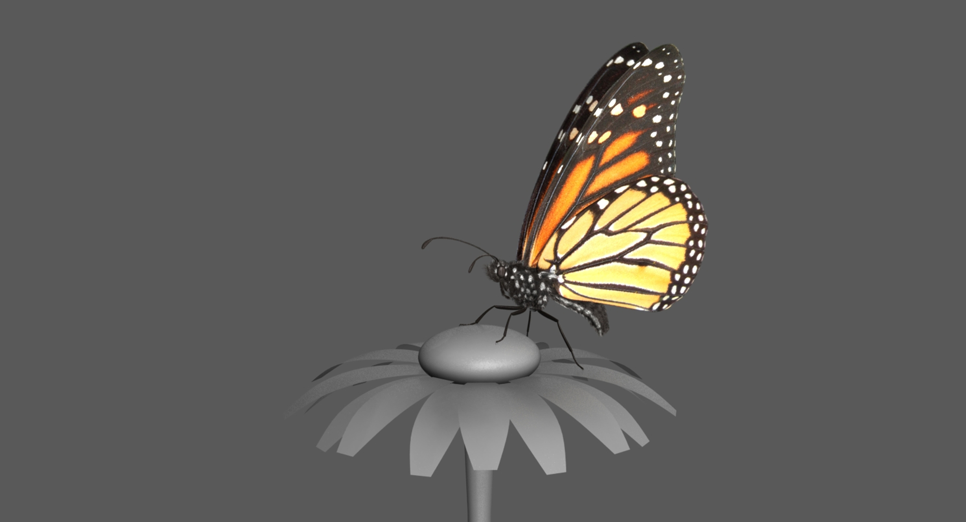 Monarch Butterfly Animation Flying Model - TurboSquid 1383924