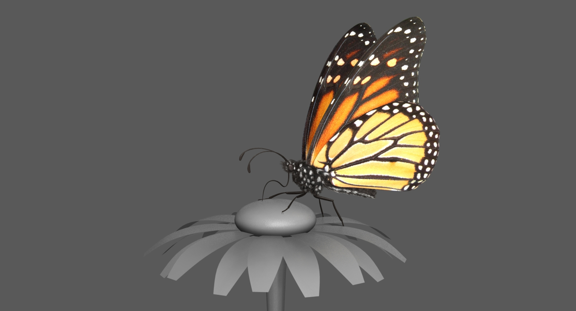 Monarch Butterfly Animation Flying Model - TurboSquid 1383924