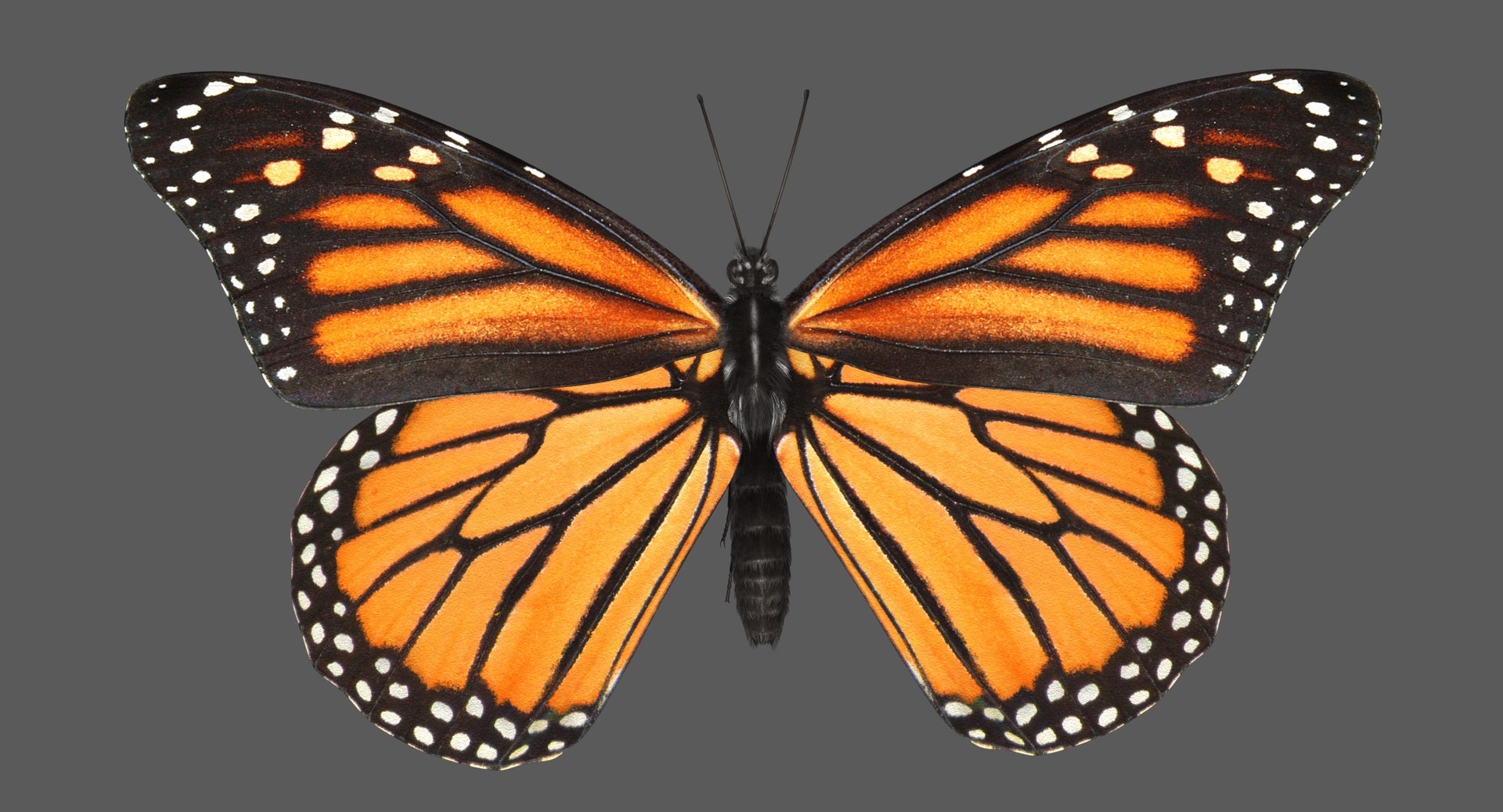 Monarch Butterfly Animation Flying Model - TurboSquid 1383924