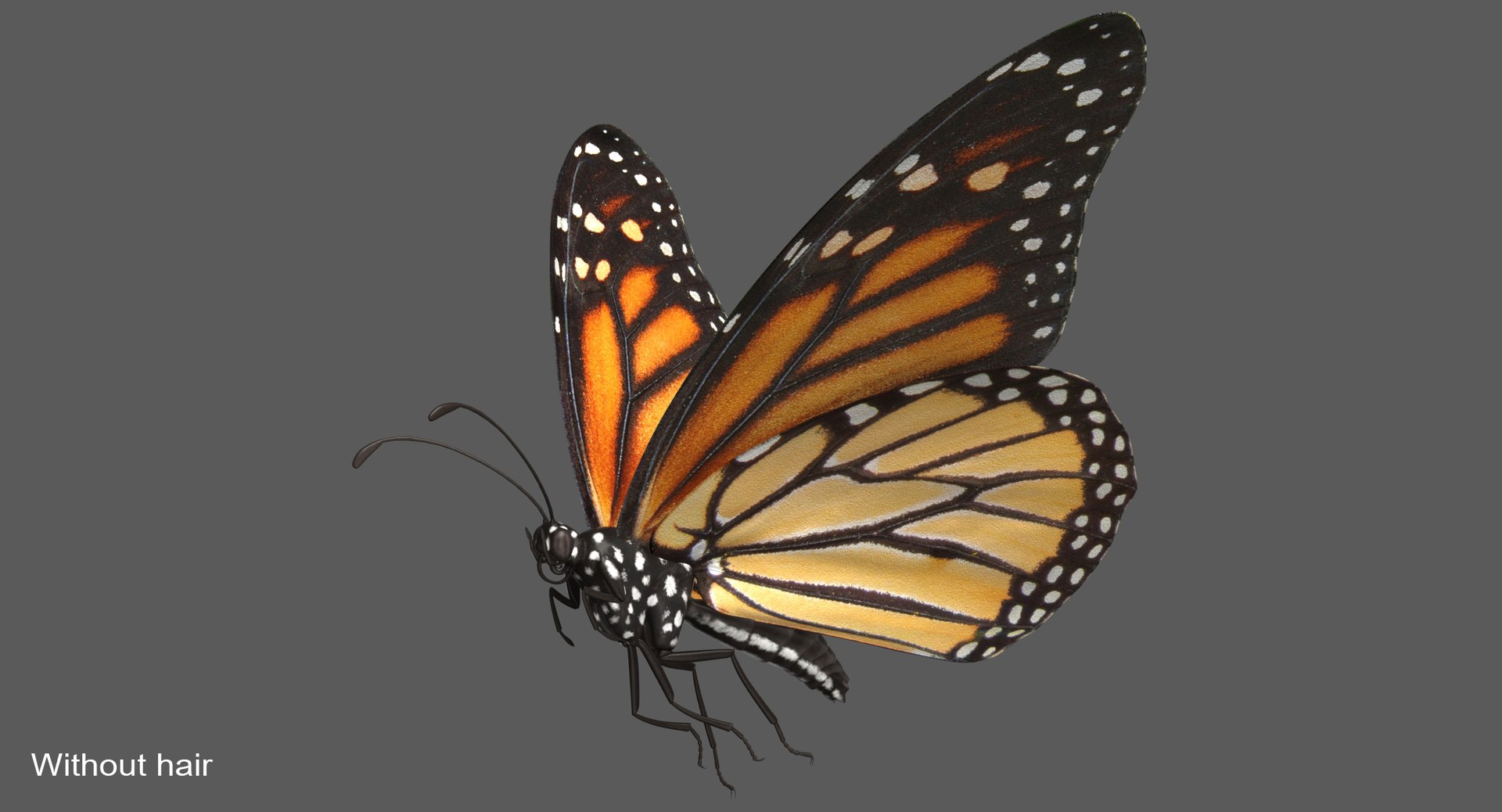 Monarch Butterfly Animation Flying Model - TurboSquid 1383924