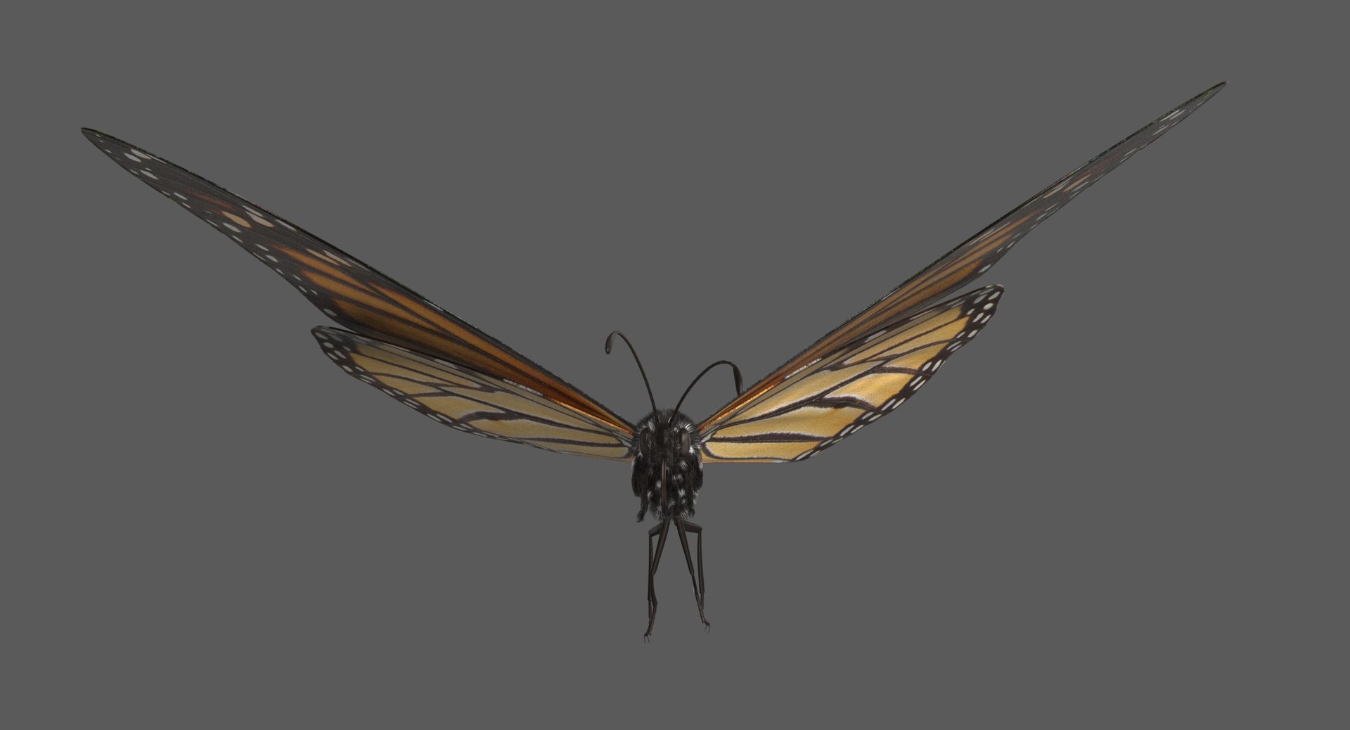 Monarch Butterfly Animation Flying Model - TurboSquid 1383924