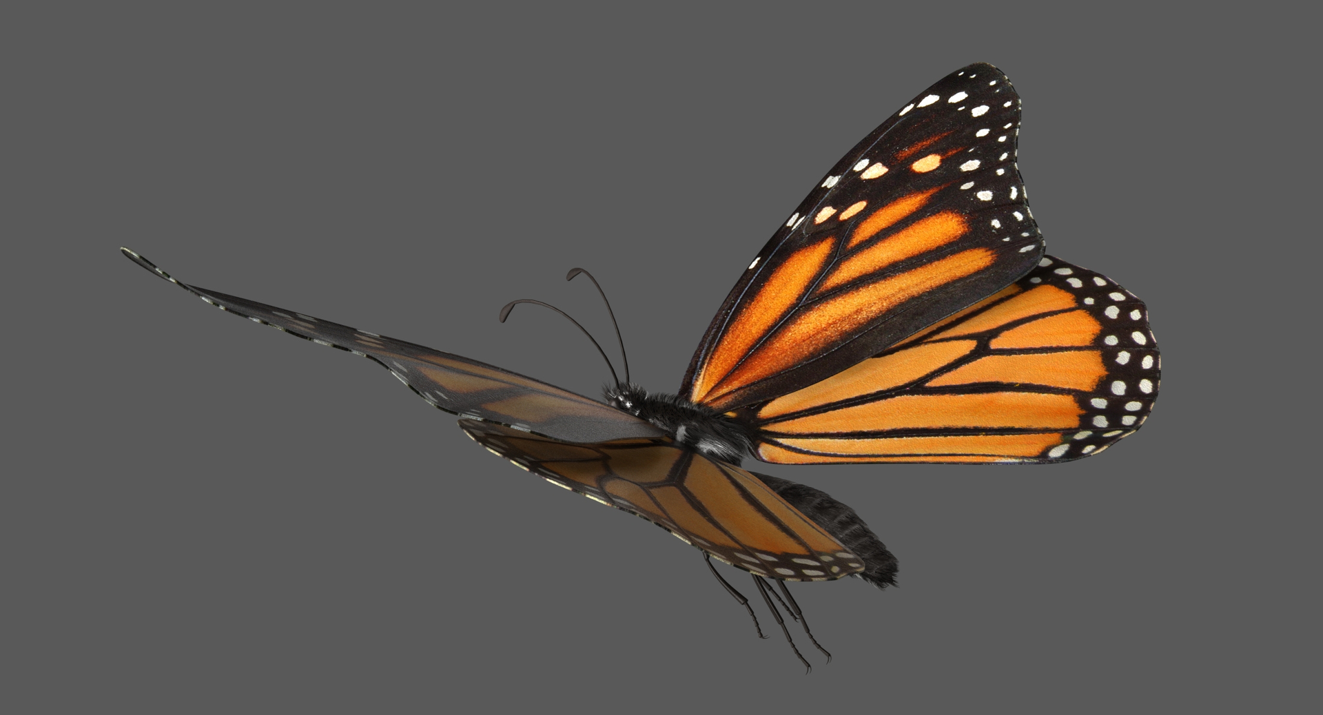 Monarch butterfly animation flying model - TurboSquid 1383924