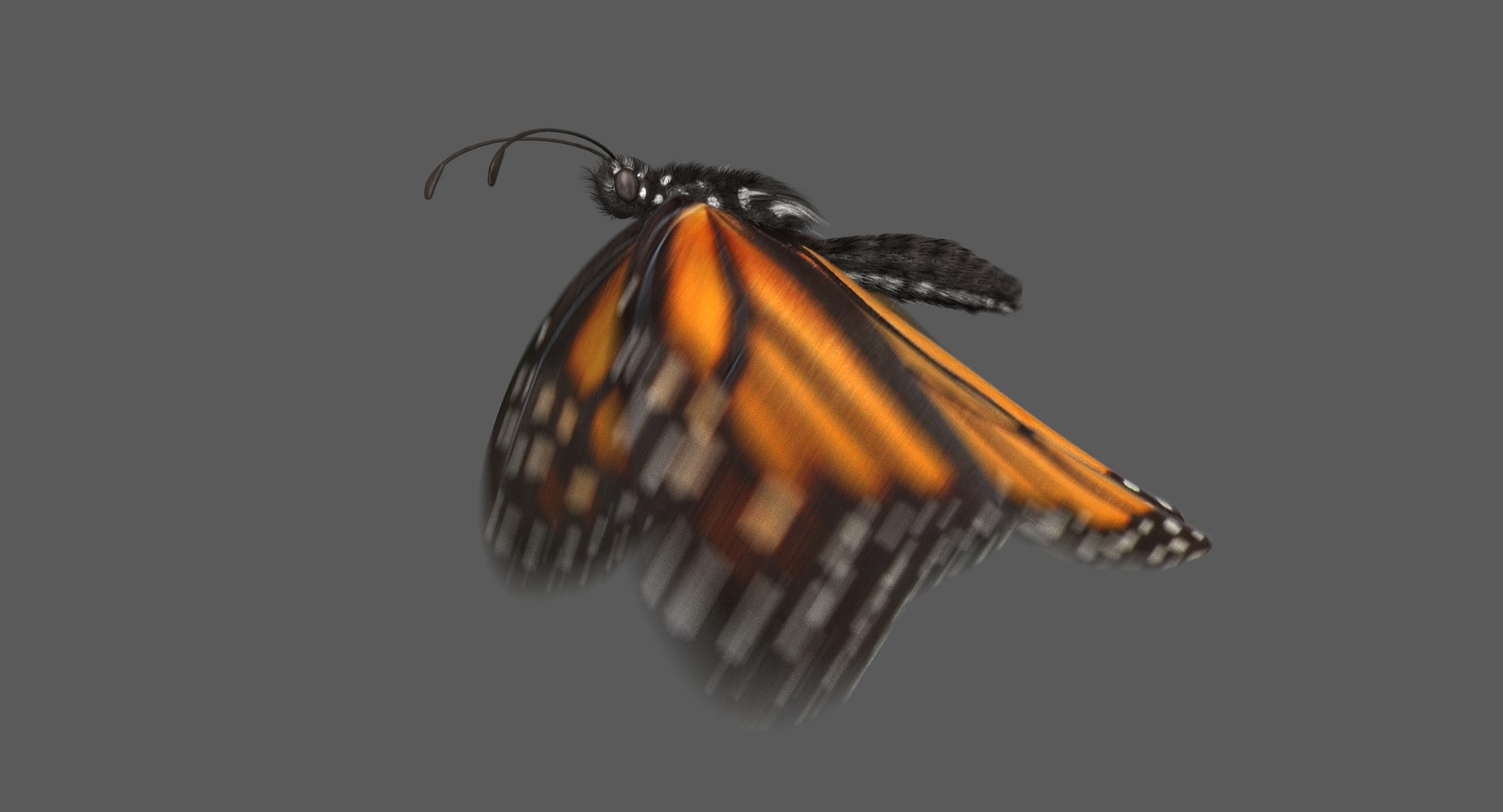 Monarch Butterfly Animation Flying Model - TurboSquid 1383924