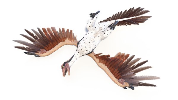 Archaeopteryx 3D - TurboSquid 1634579