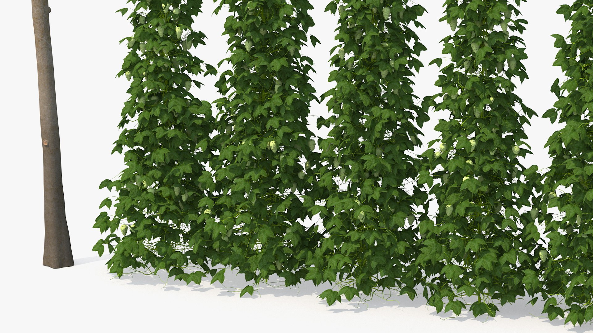 3D Green Growing Hops Plantation Model - TurboSquid 1442835