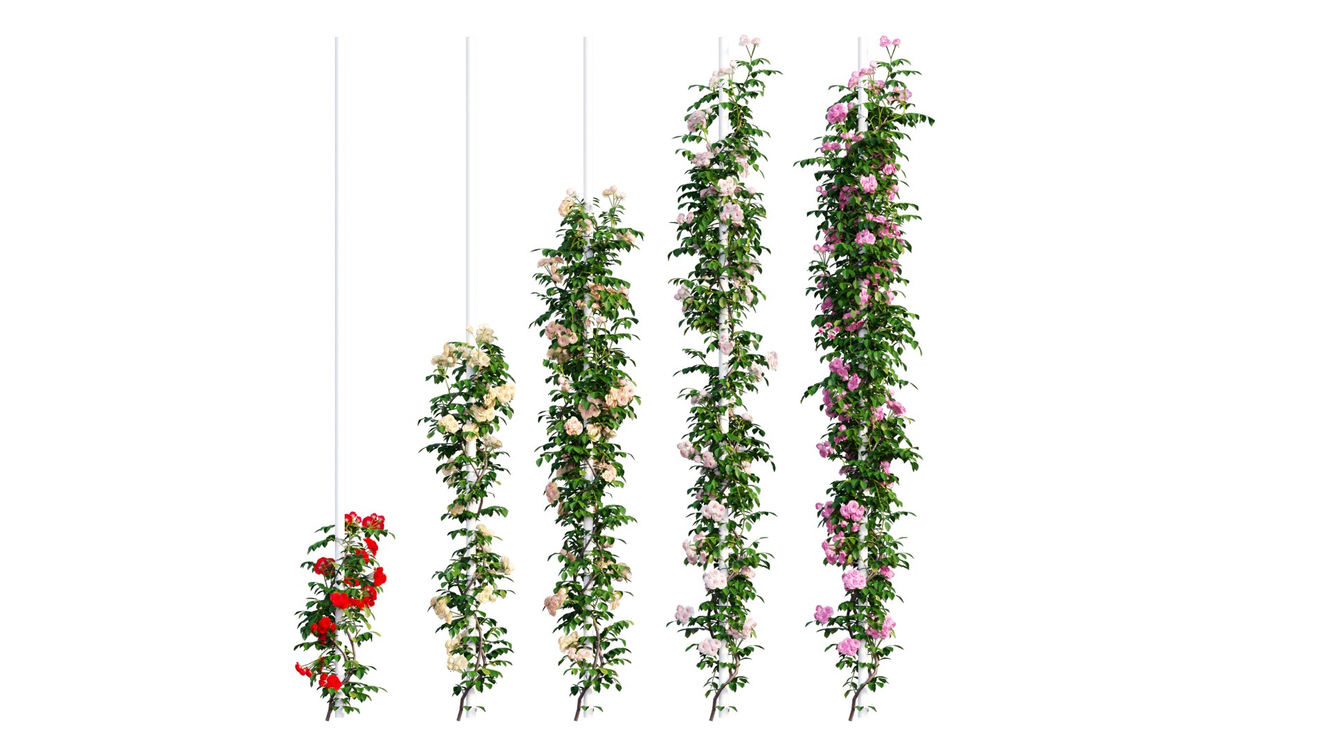 3D Rose Plant - TurboSquid 1668561