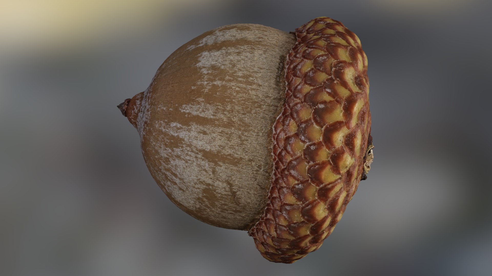 Acorn 3D model - TurboSquid 2181003