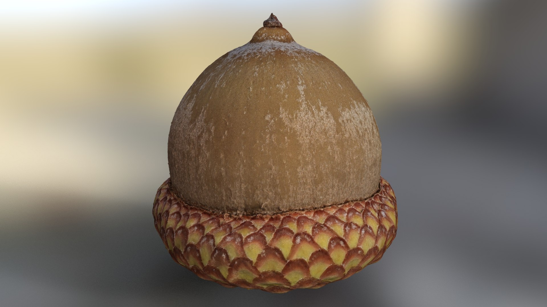 Acorn 3D model - TurboSquid 2181003