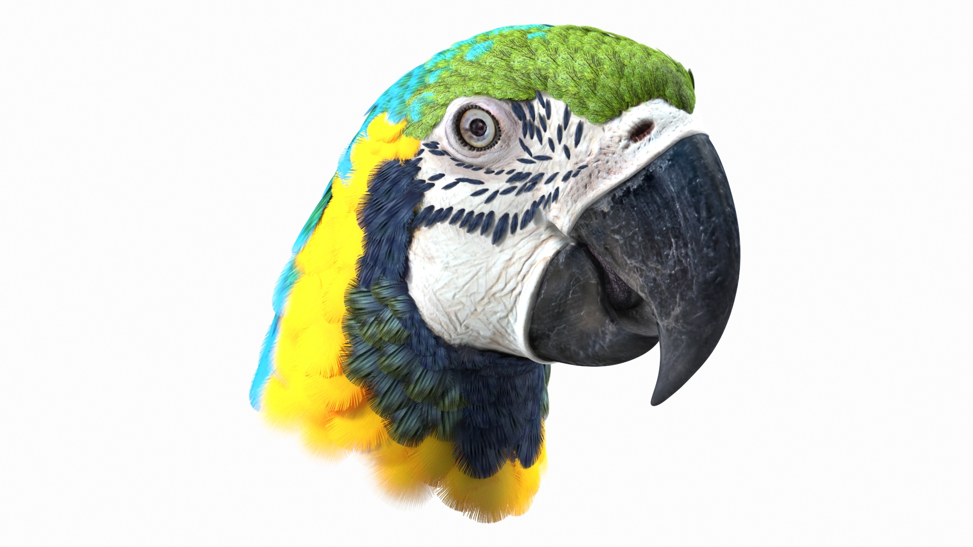 Dominican Green And Yellow Macaw