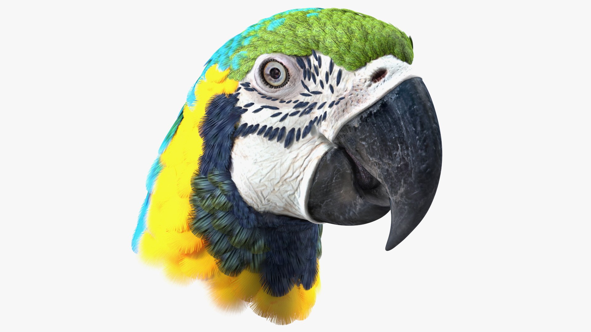 Blue and Yellow Macaw Parrot Head 3D - TurboSquid 1772688