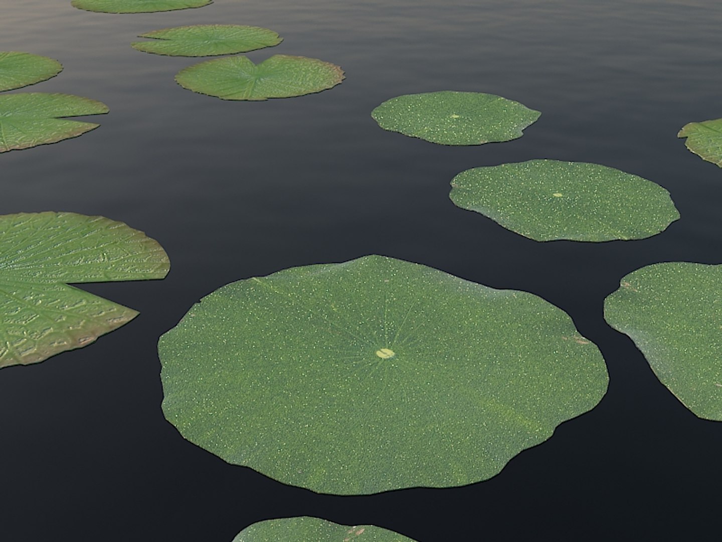 water lily pads 3d max