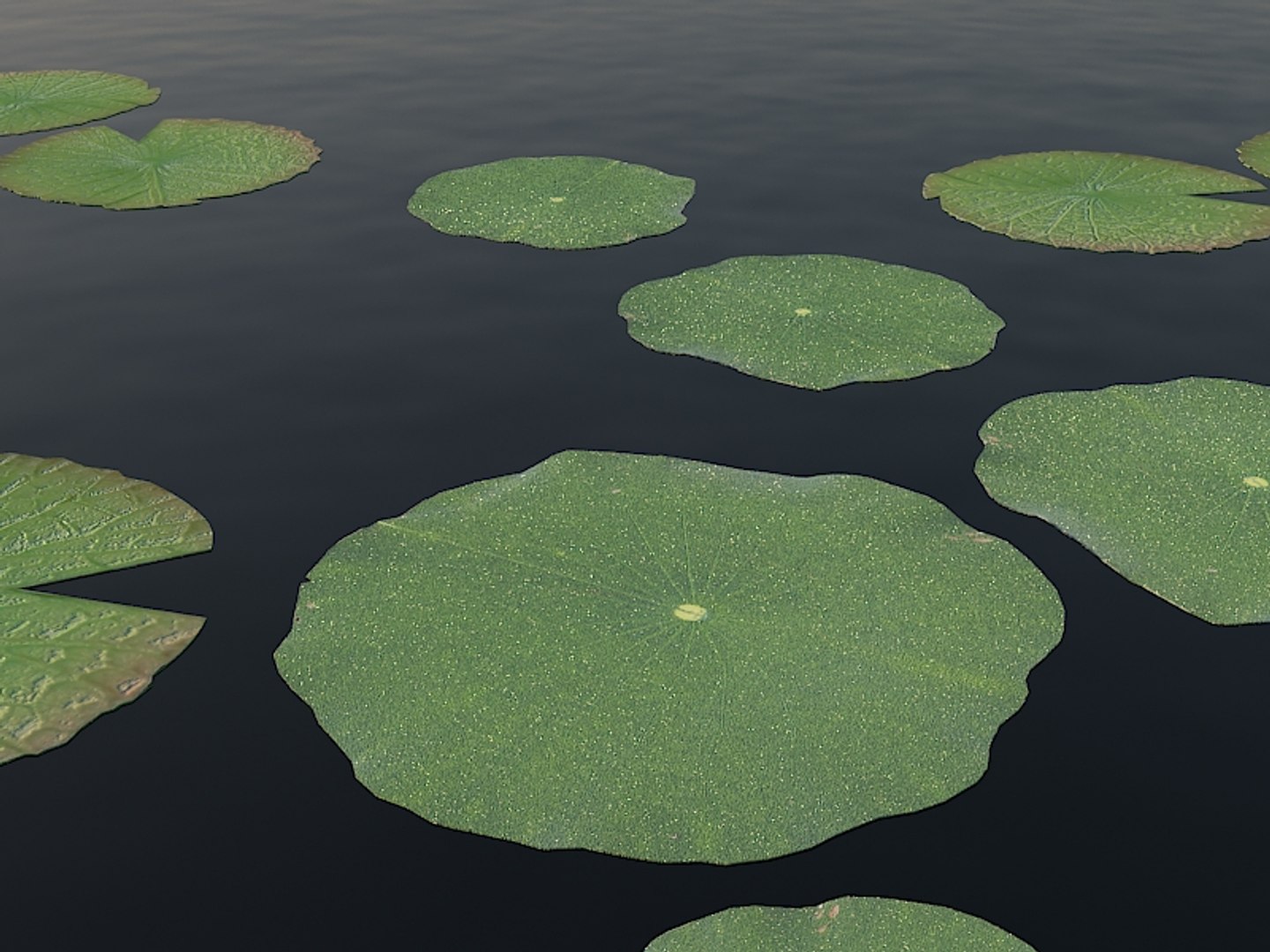 water lily pads 3d max