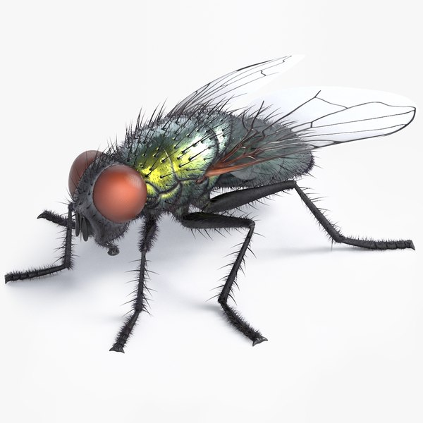 Free 3D Fly Models | TurboSquid