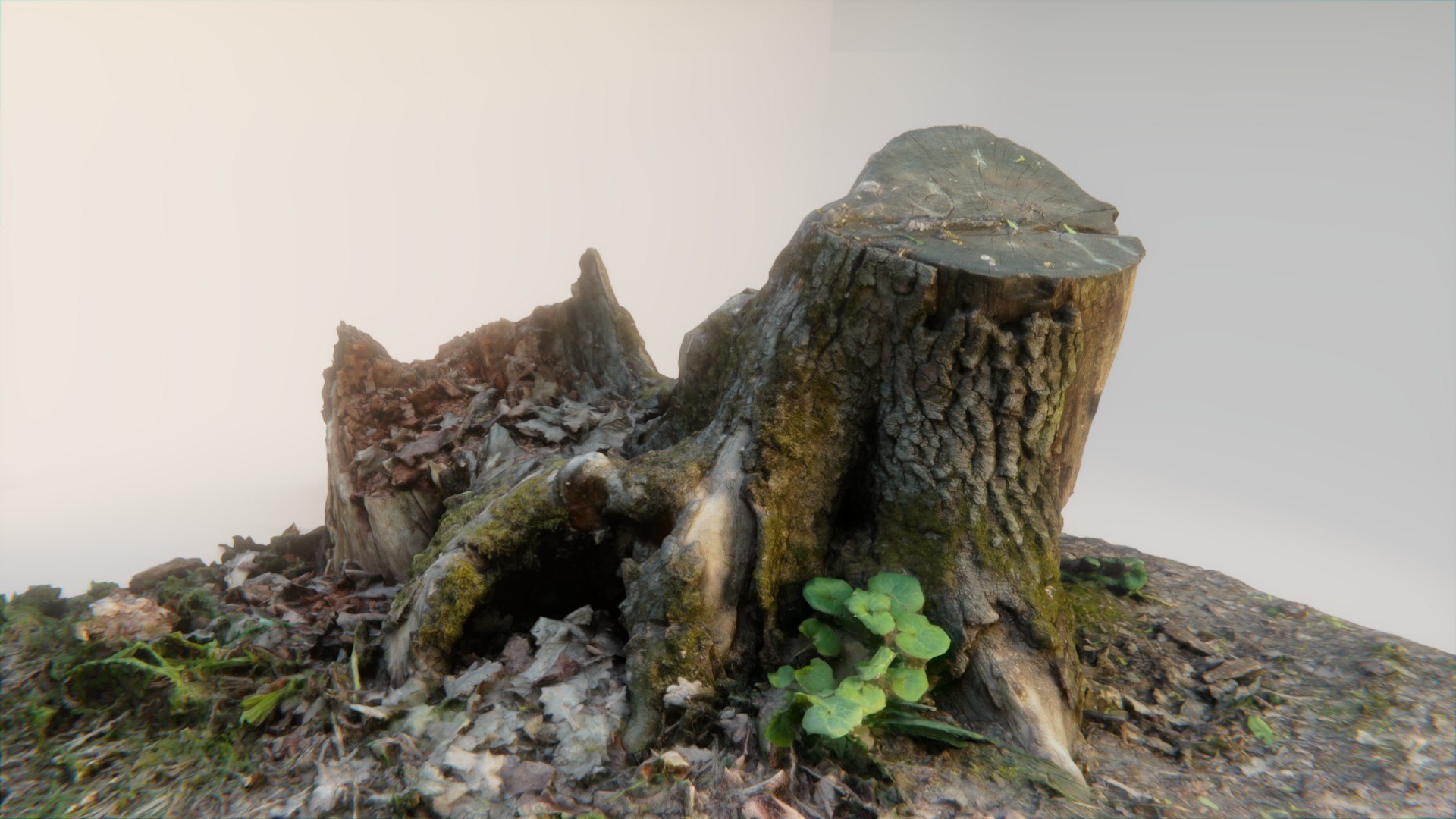 3D old rotten stump - TurboSquid 1467521