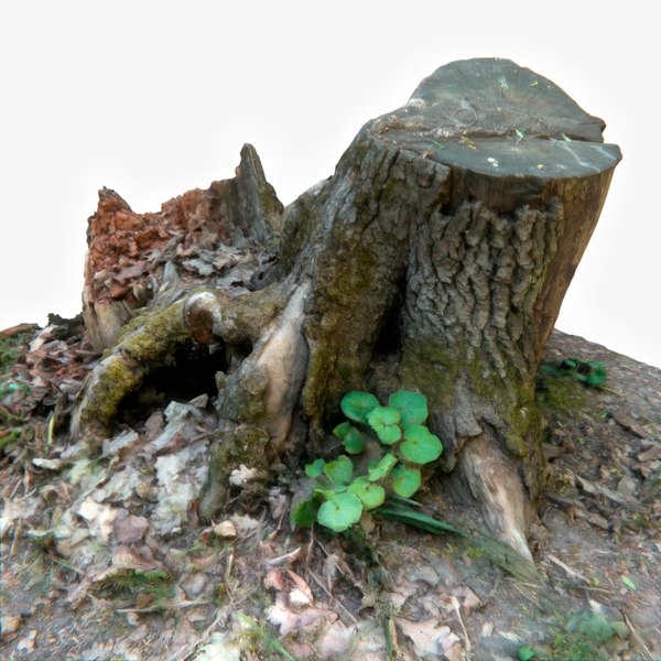3D old rotten stump - TurboSquid 1467521