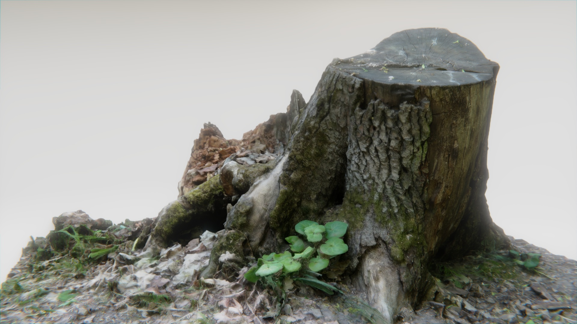 3D Old Rotten Stump - TurboSquid 1467521