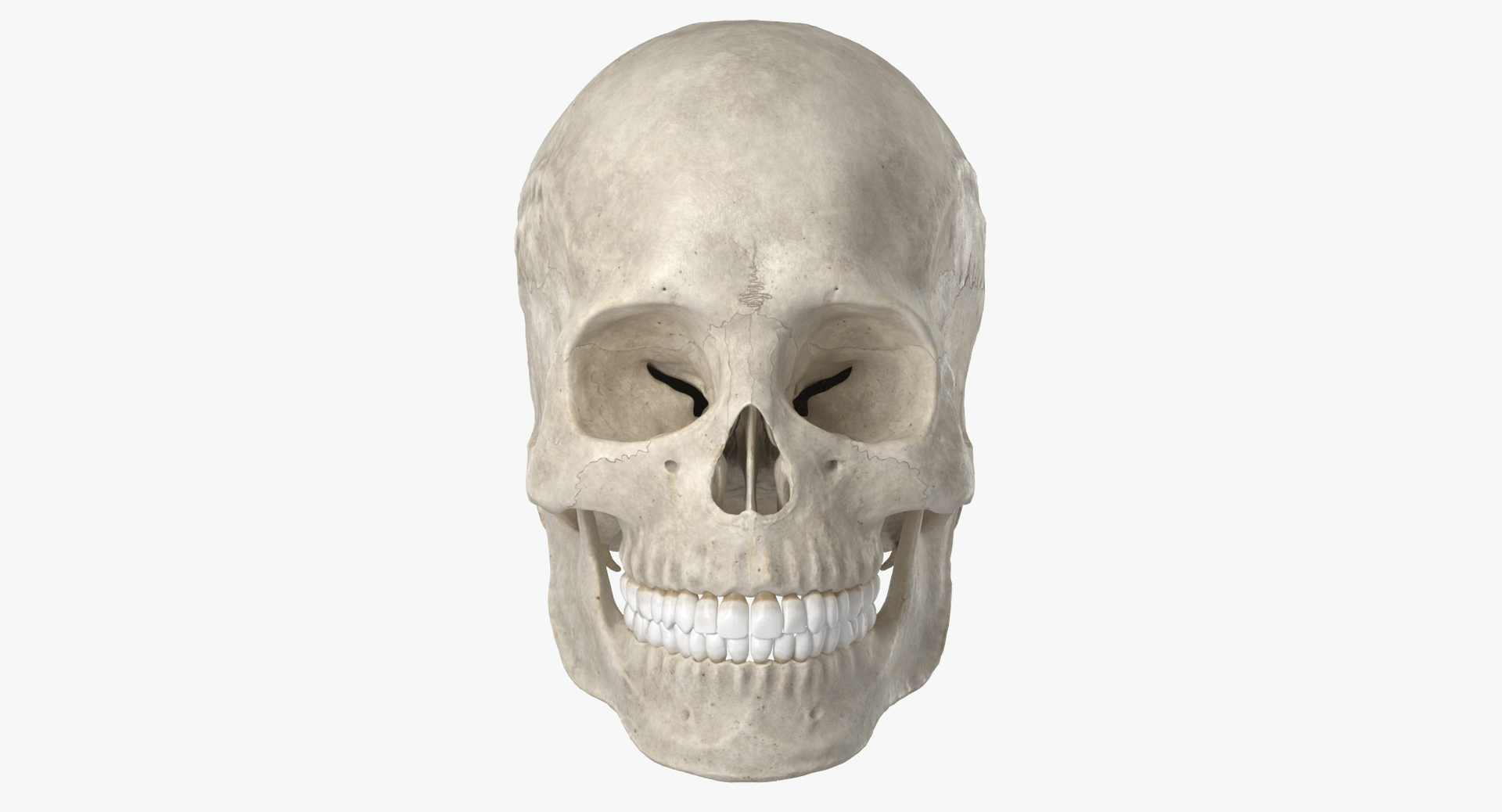 3D Model Human Skull 22 Bones Anatomy - TurboSquid 1158032