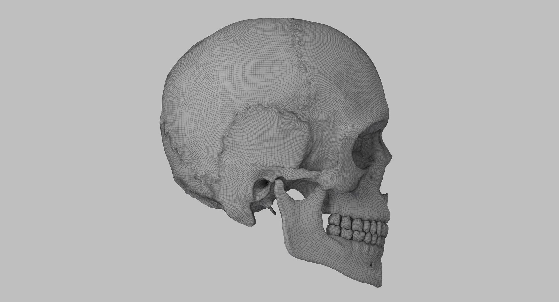 3D model human skull 22 bones anatomy - TurboSquid 1158032